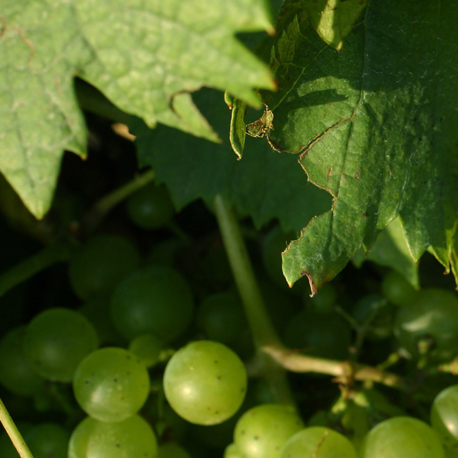 Produits régionaux de Nouvelle-Aquitaine | La région Nouvelle-Aquitaine